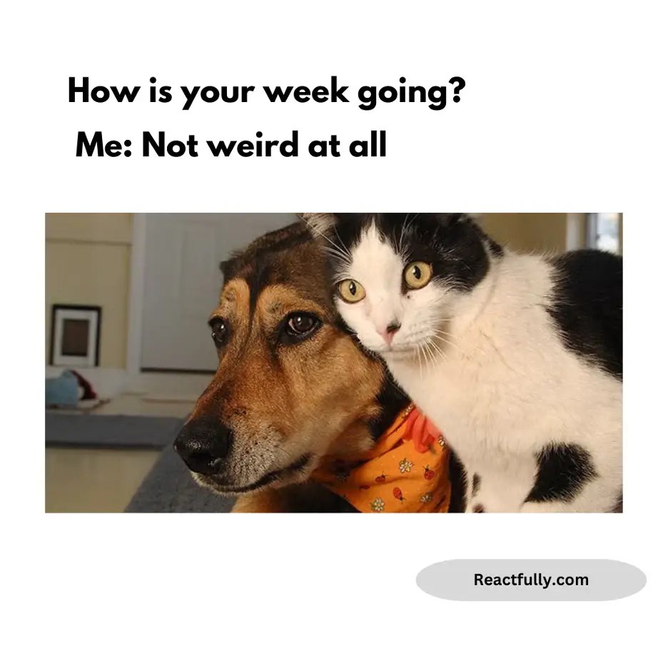 30 “How's Your Week Going” Memes - ReactFully