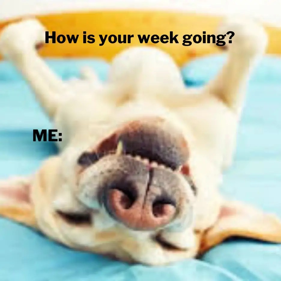 30 “How's Your Week Going” Memes - ReactFully